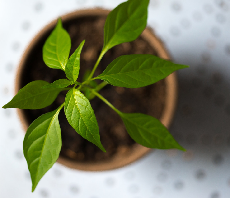 Croissance verte : Faire de nos collaborateurs les acteurs-clés d'une ...